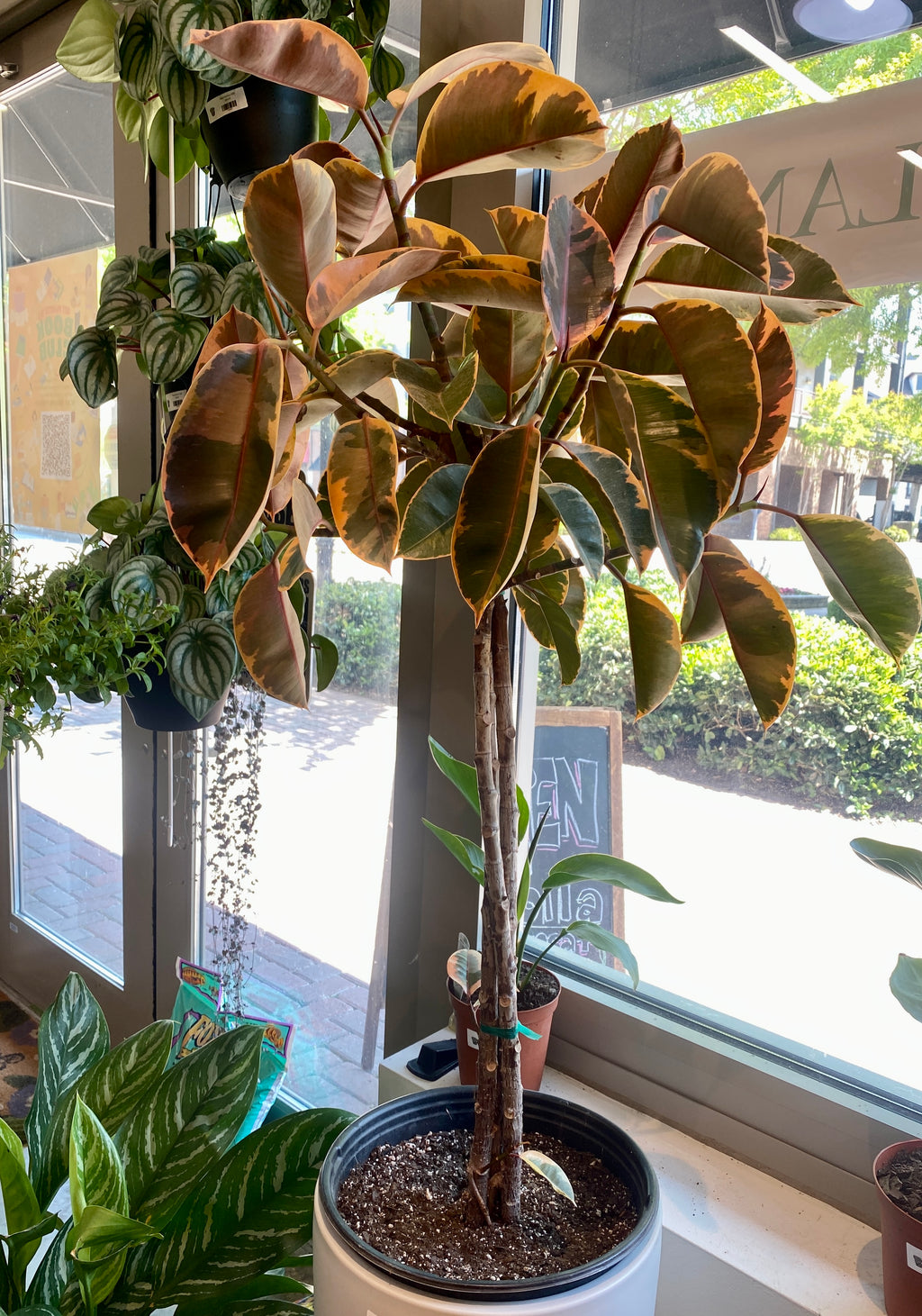 12" Ficus Ruby (Elastica) - Rubber plant – A Pot to Plant In