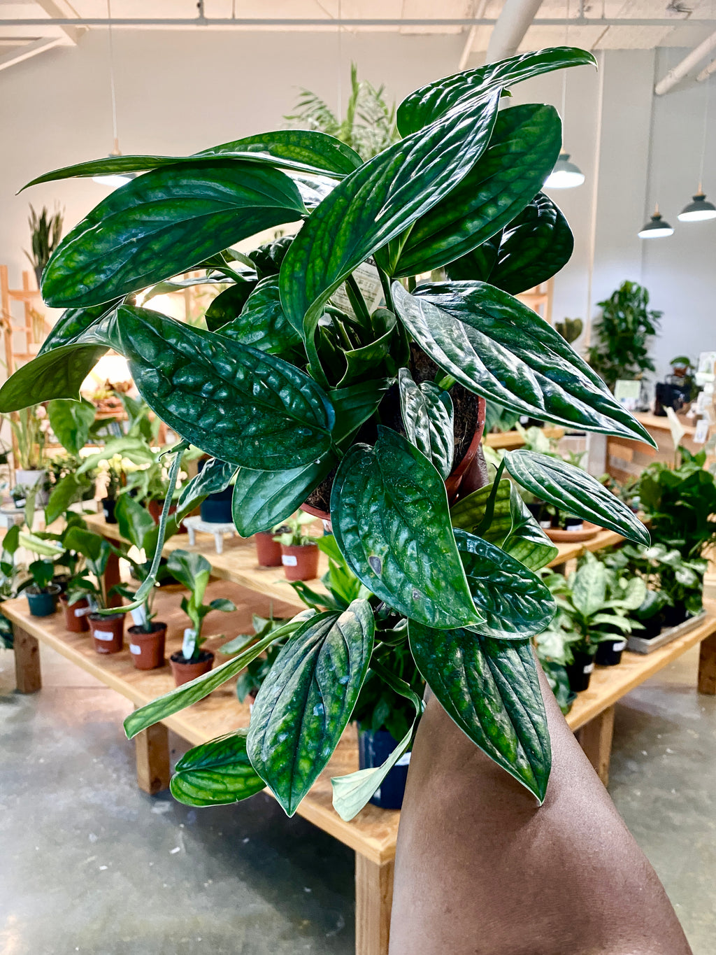 6" Monstera Peru – A Pot to Plant In