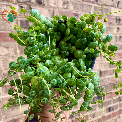 4" String of Turtles (Peperomia prostrata) Houseplant – A Pot to Plant In