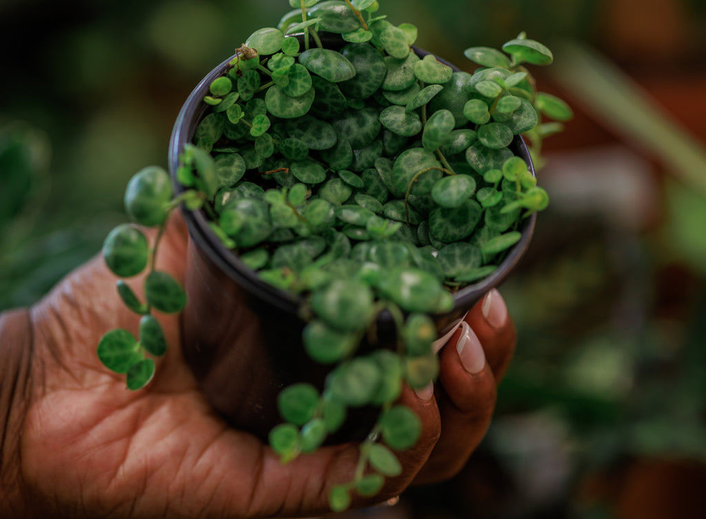 4" String of Turtles (Peperomia prostrata) Houseplant – A Pot to Plant In